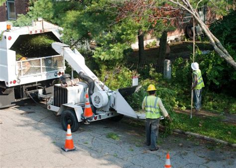 Expert Tree Removal Sarasota SRQ Tree Service Company