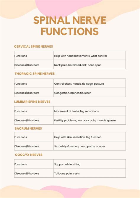 Spinal Nerve Function Chart In Illustrator Pdf Download