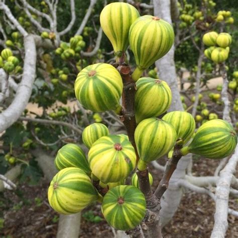 18 Fantastic Fig Tree Varieties To Grow At Home ~ Homestead And Chill