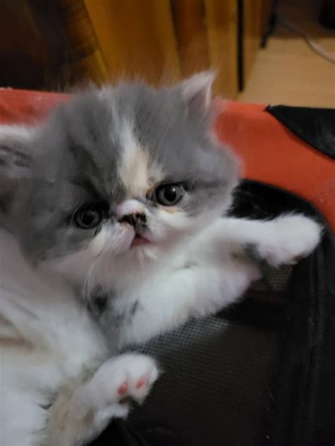 Na Prodaju Persijski MaČiĆi