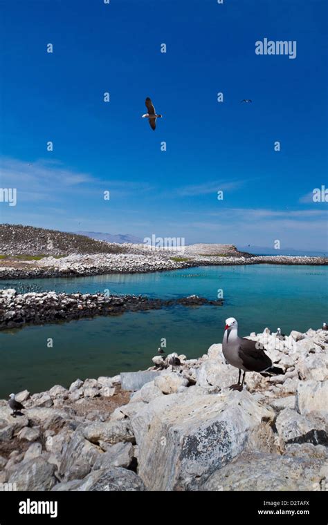 Heermanns Gulls Larus Heermanni Isla Rasa Gulf Of California Sea
