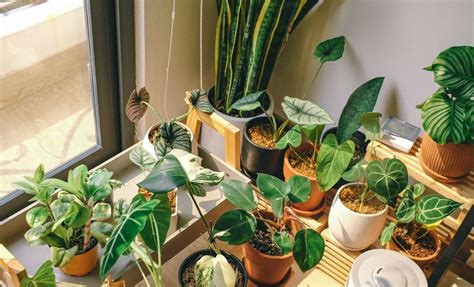 ¿cuáles Son Las Plantas Que No Debes Tener En Casa Porque Atraen Mala