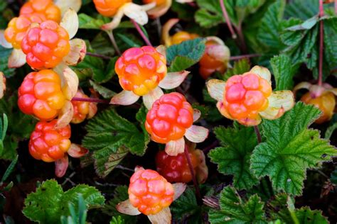 Travel Feature Cloudberry Culture In Finnish Lapland Kimkim