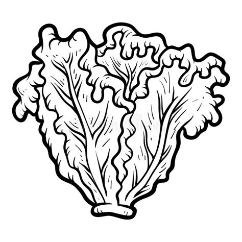 Lettuce Outline Drawing At Betty Vasquez Blog