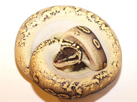 Morph List World Of Ball Pythons