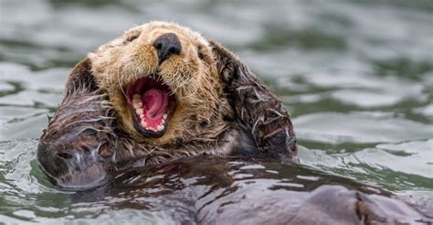 Everything You Need To Know About Otter Teeth And Their Powerful Bite