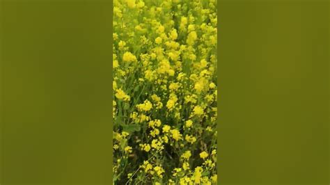 Suniya Suniya Youtube