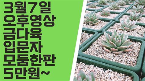 3월7일⚡️⚡️오후영상입문자용한판완전특가단한번기회감사합니다 다육이농장 금다육판매 Youtube