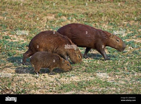 Capybara Hydrochoerus Hydrochaeris Hydrochoeris Hi Res Stock