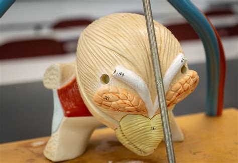 Male Bladder Model Showing Seminal Vesicles Prostate And Ejaculatory