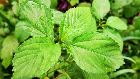 19 Incredible Health Benefits Of Saluyot Leaves Healthy Huemans
