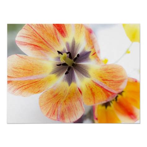 Tulip Poster 24 X 18 Zazzle Flower Images Tulips Personalized