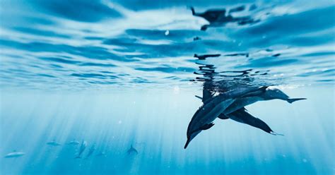 Dolphin In 20 Languages Quiz By Punaposkibulbuli