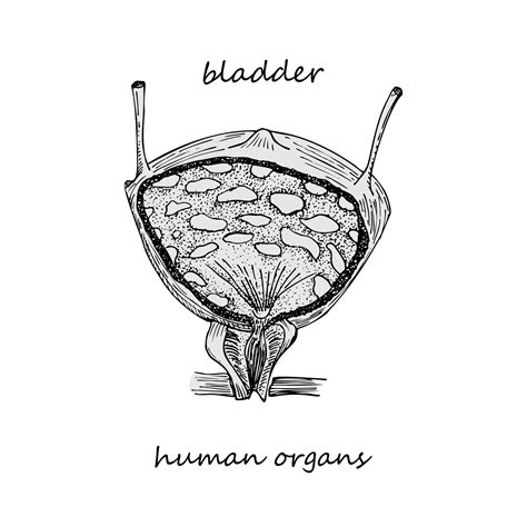 Premium Vector Bladder Handdrawn Icon Isolated On White Background