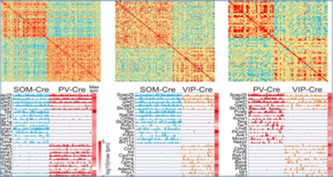 Researchers Combine In Vivo Labeling Patch Clamp And Single Cell Rna