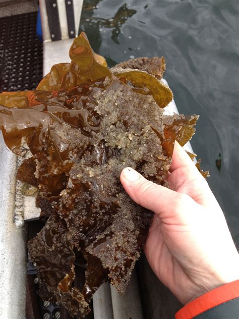 Field Notes Are Puget Sound Herring Limited By Loss Of Eelgrass Encyclopedia Of Puget Sound