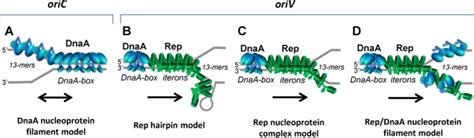 Alternative Models Of Nucleoprotein Complex Formation At The Origin Download Scientific Diagram