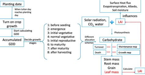 Flowchart Of The Noah Mp Crop Model Lai And Leaf Mass Marked As Download Scientific