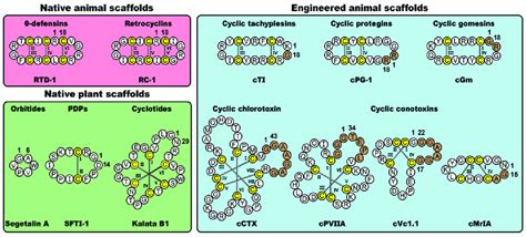 Selected Classes Of Native And Engineered Cyclic Disulfide Rich