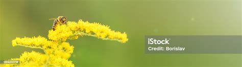 꿀벌과 꽃 배너 화창한 밝은 날에 노란 꽃 단색 에 꽃가루를 수집 큰 줄무늬 꿀벌의 가까이 매크로 사진 여름과 봄 배경 곤충에 대한 스톡 사진 및 기타 이미지 Istock