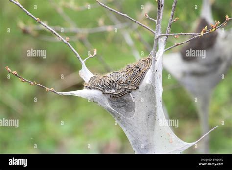 The Eastern Tent Caterpillar Malacosoma Americanum Is A Species Of
