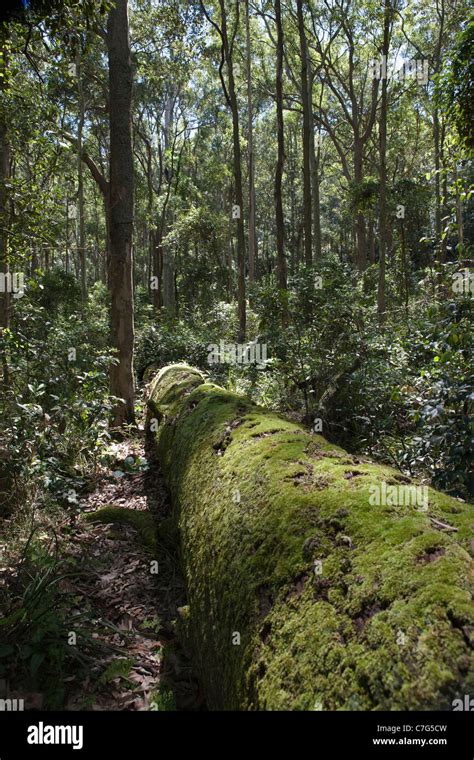 Bringing Back Bush Scene Photo Telegraph