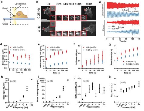 The Loading Rate Of Force Application To Single Adhesions Drives Their Download Scientific