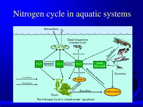 Ppt Aquaponics Short Course At The University Of Arizona Powerpoint