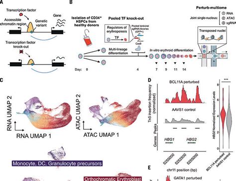 Transcription Factor Networks Disproportionately Enrich For Heritability Broad Institute Of