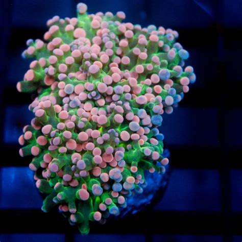 Jc Cotton Candy Octo Jersey Corals