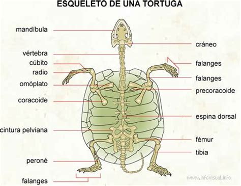Anatomía De La Tortuga