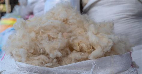 How Much is Sheep Wool Worth? [ANSWERED]