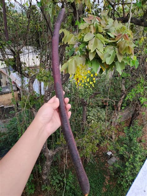 आरग्वध Cassia Fistula