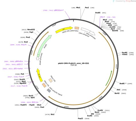 Addgene Paav Cmv Pcdh15miniv8 Cd2