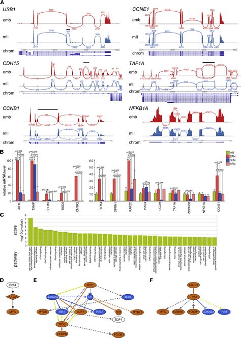 Human Embryonic Genome Activation Initiates At The One Cell Stage Cell