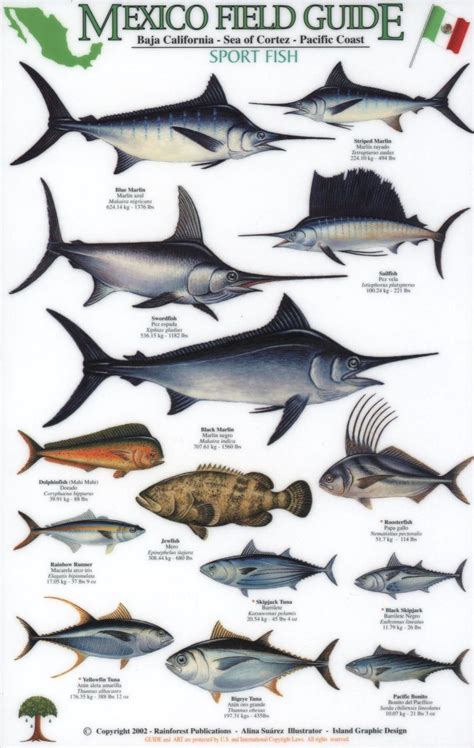 Mexico Field Guides Baja California Sea Of Cortez Pacific Coast
