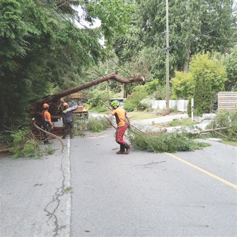 Letter Tree Faller To The Rescue Coast Reporter