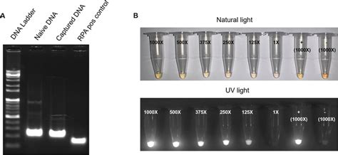 Dna Capture Assisted Rpa A Comparison Of Free Dna And Captured Dna By