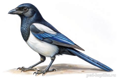 Сорока Картинка для детей ЗАГАДКА Чёрная заплатка Белая заплатка На берёзе скачет Обо всё