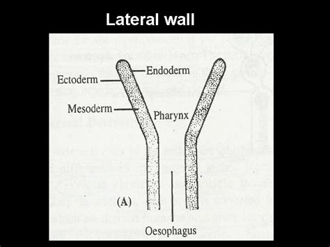 Pharyngeal Arches Primitive Pharynx Stomodeum Hind Brain Vesicle