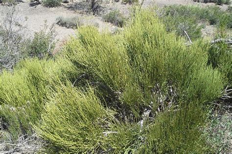 Ephedra