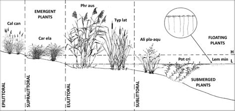 Littoral Zonation Indicating The Different Macrophyte Forms In Carp Download Scientific