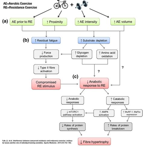 Combining Strength And Endurance Training Concurrent Training