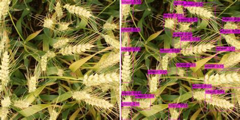 GitHub AmrMomtaz Global Wheat Detection Object Detection Using YOLO Model Based On Keras