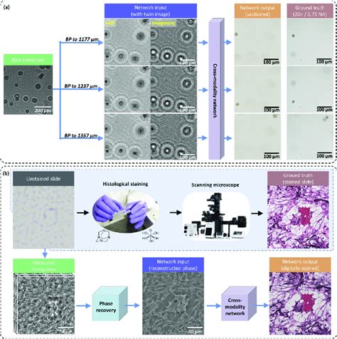 Deep Learning Enabled Cross Modality Image Transformations In Digital