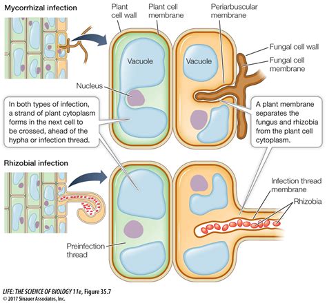 Fungal Cell Model