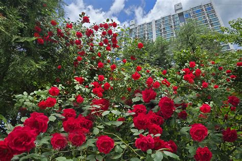 Insoon 🌹 5월의 장미 자연이 건네는 위로 🌹 운동을 마치고 집으로 돌아오는 길 주택 담장 너머로 활짝 핀 장미가 눈길을 사로잡았어요 최근 산불로 잿빛이 된