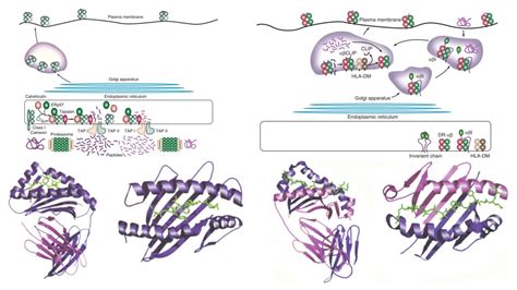 Complement Components Definition Functional Categories Biology Notes Online
