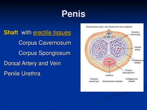 Ppt Ch 27 Reproductive System Powerpoint Presentation Free Download