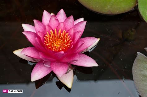 50 عکس حیرت انگیز گل نیلوفر آبی با کیفیت بالا